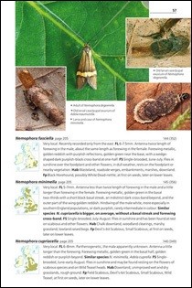 Field Guide to the Micro Moths of Great Britain and Ireland - BirdGuides