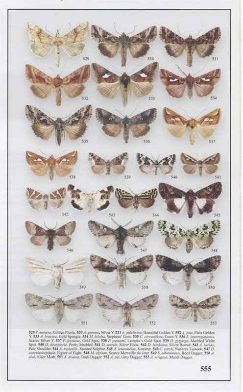 Moths of Great Britain and Ireland - A field guide to all the ...