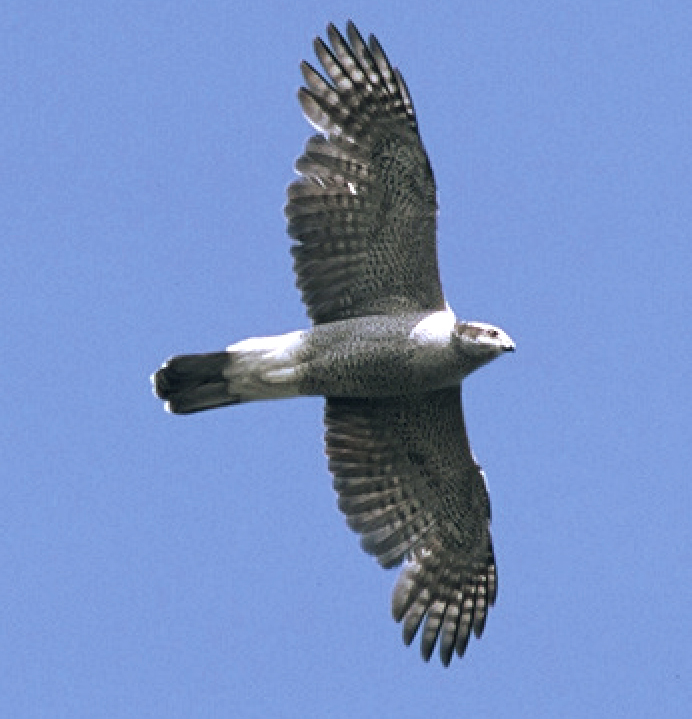Getting to grips with Goshawks - BirdGuides