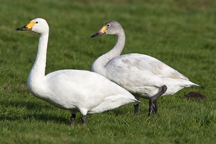 December ID tips: Bewick's and Whooper Swans - BirdGuides