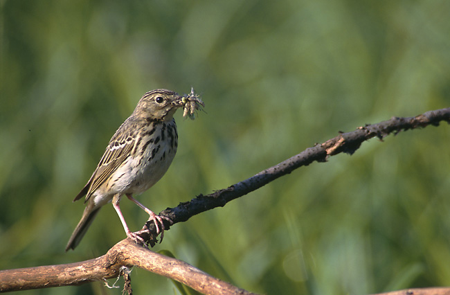 Meadow and Tree Pipits - BirdGuides