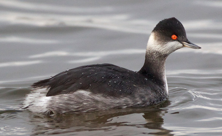 Red Necked Grebe Winter