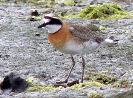 Wonders of the Orient - BirdGuides