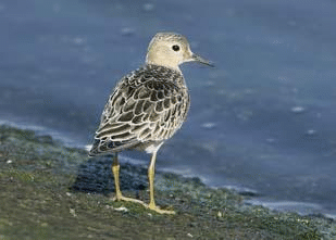 Buff-breasted Sandpiper and Ruff - BirdGuides