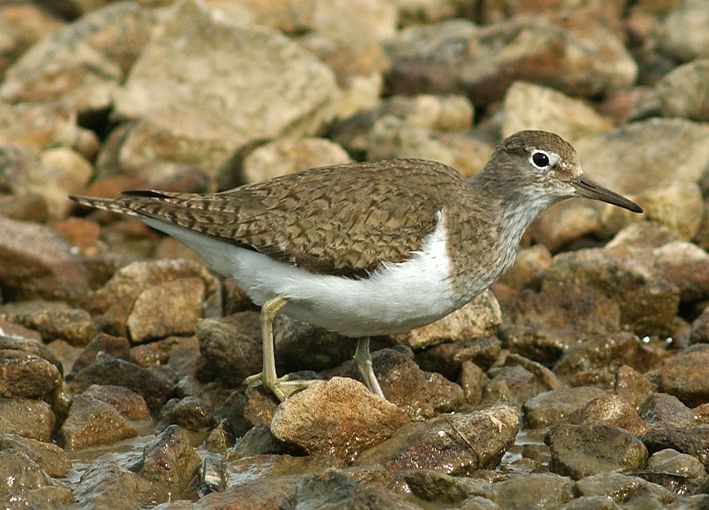 May ID tips: Sanderling, Little and Temminck's Stint and Common ...