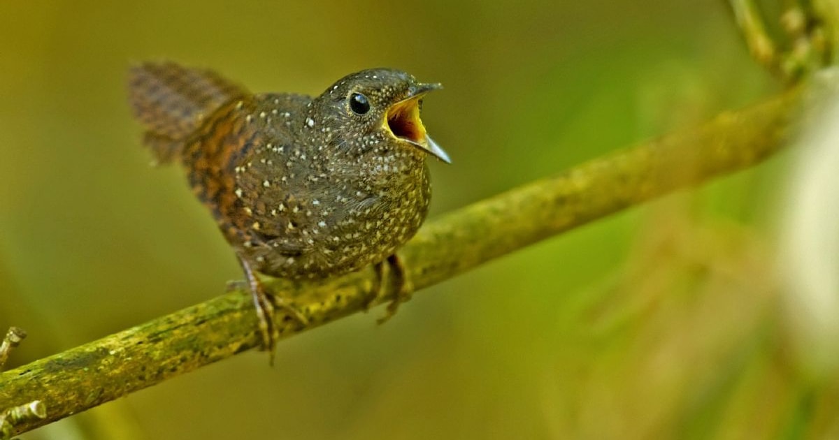 Cryptic single-species bird family discovered - BirdGuides