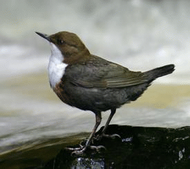 Dipper - BirdGuides