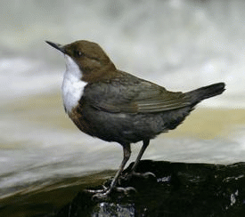 Dipper - BirdGuides