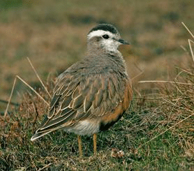 Dotterel - BirdGuides