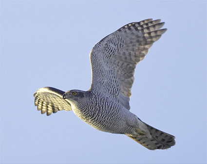 Getting to grips with Goshawks - BirdGuides