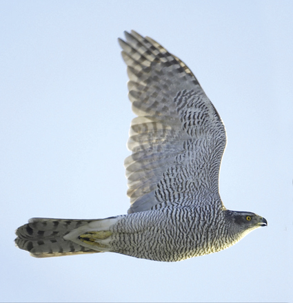 Getting to grips with Goshawks - BirdGuides