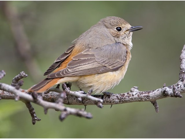 April ID tips: Common and Black Redstarts - BirdGuides