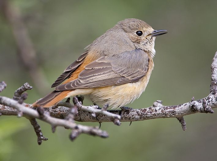 April ID tips: Common and Black Redstarts - BirdGuides