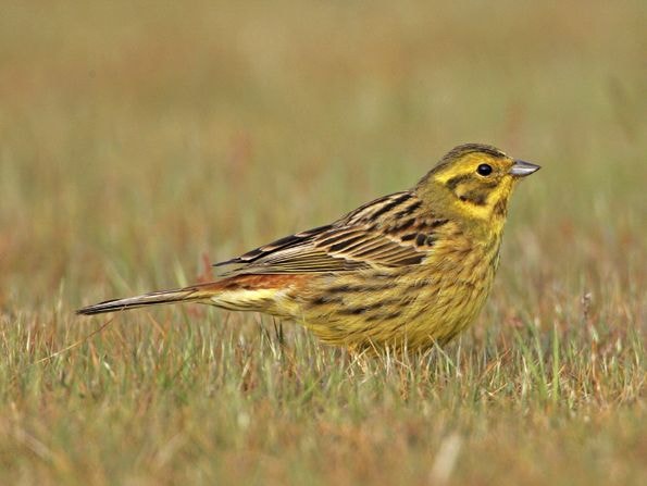 July ID tips: Female and juvenile Yellowhammer and Cirl Bunting ...