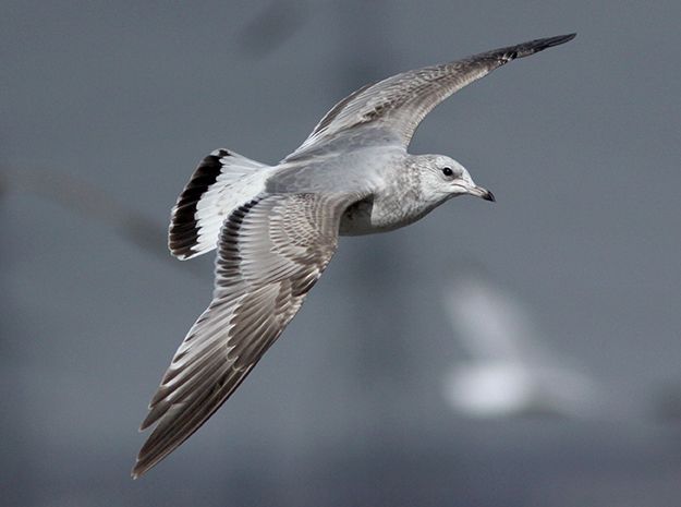 November ID tips: First-winter Common and Mediterranean Gulls - BirdGuides