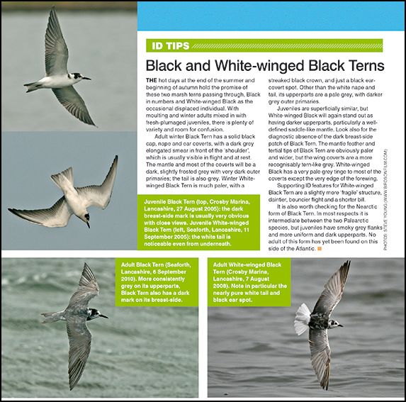 September ID tips: Black and White-winged Black Terns - BirdGuides