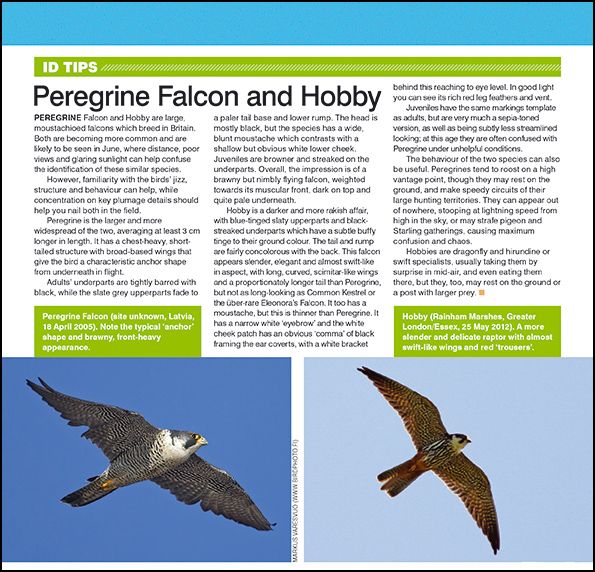 June ID tips: Peregrine Falcon and Hobby - BirdGuides