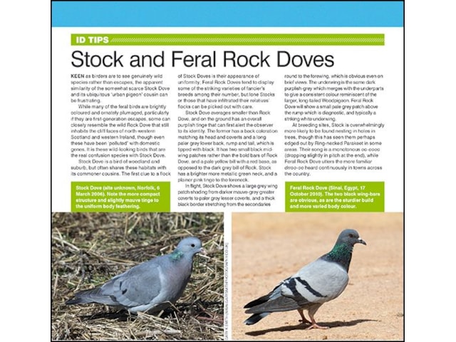 May ID tips: Stock and Feral Rock Doves - BirdGuides