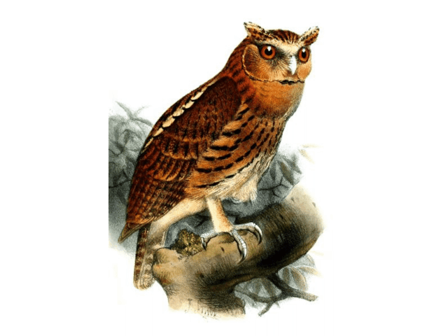 Three New Scops Owls named from Philippines - BirdGuides