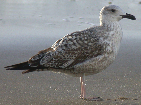 Juvenile Yellow-legged Gull - BirdGuides