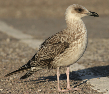 Juvenile Yellow-legged Gull - BirdGuides