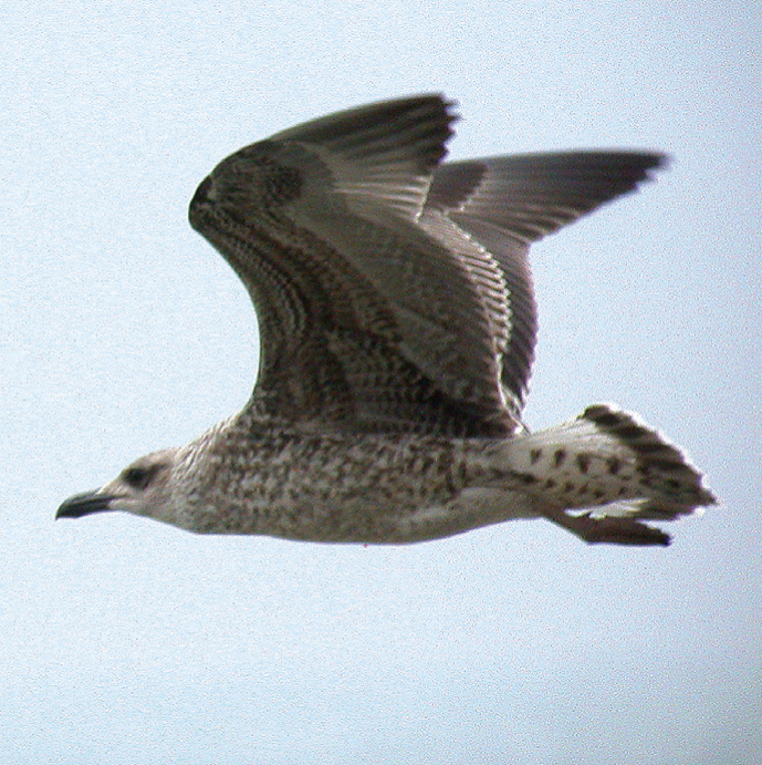 Juvenile Yellow-legged Gull - BirdGuides