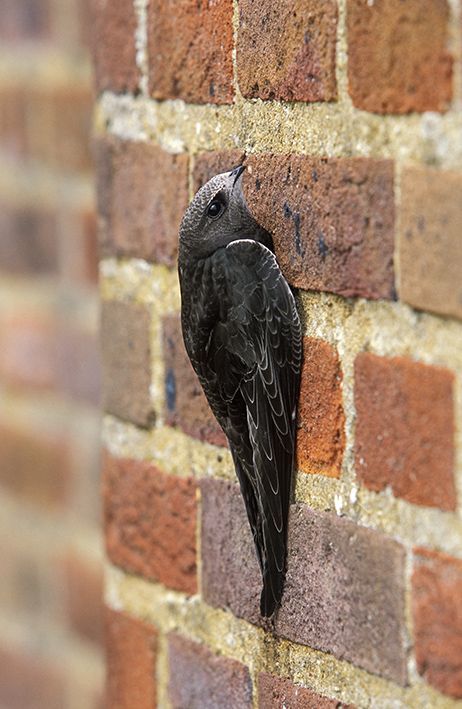 Common and Pallid Swifts ID Photo Guide - BirdGuides