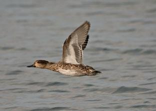 Mapping bird populations - BirdGuides