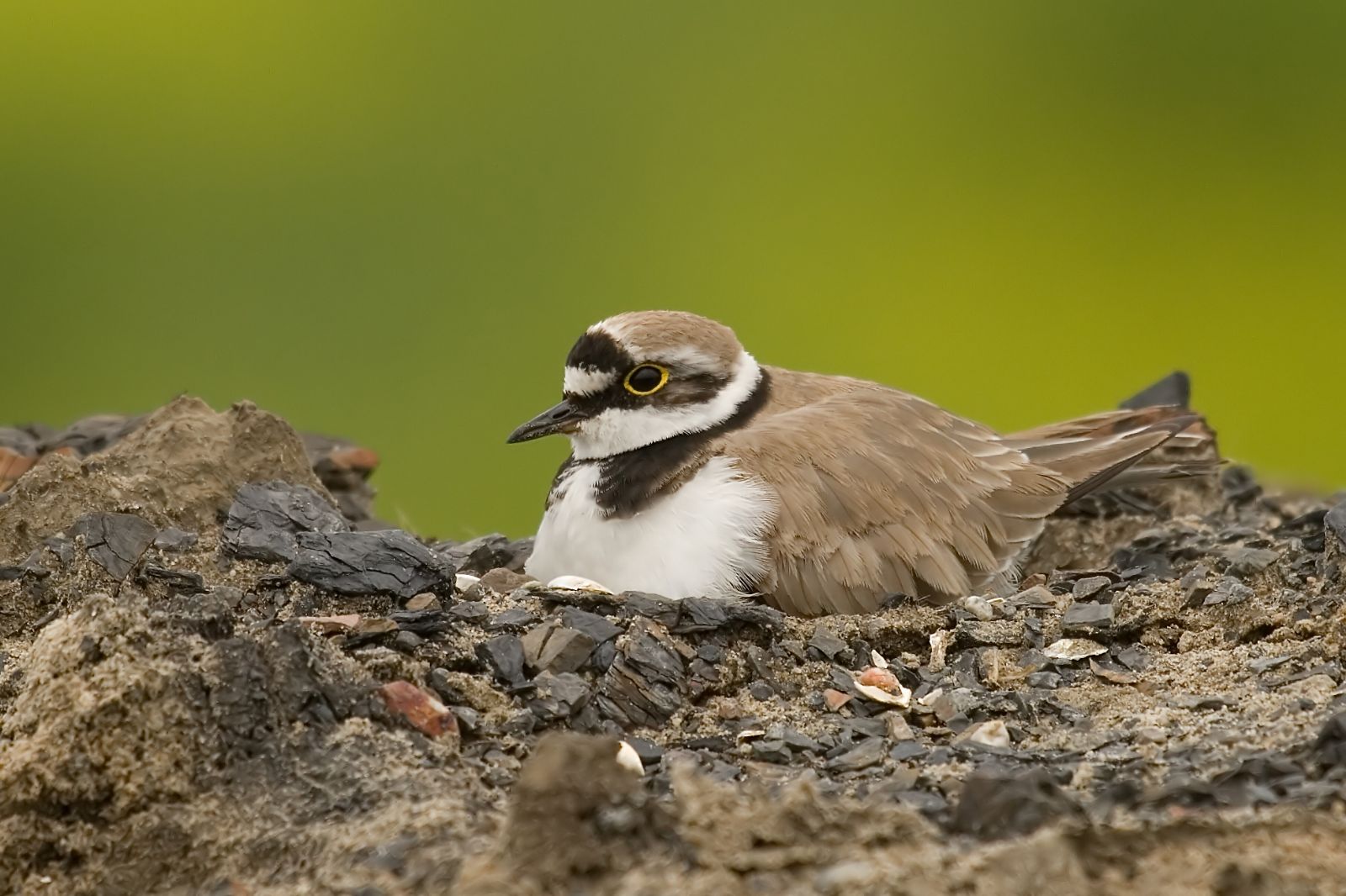 April Target Bird: Little Ringed Plover - BirdGuides