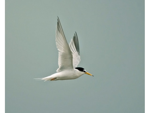 May Target Bird: Little Tern - BirdGuides