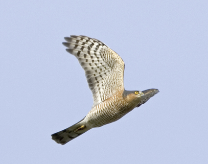 Getting to grips with Goshawks - BirdGuides