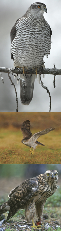 Getting to grips with Goshawks - BirdGuides