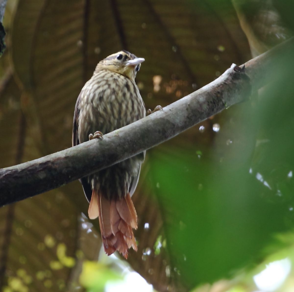 New Brazilian Treehunter - BirdGuides