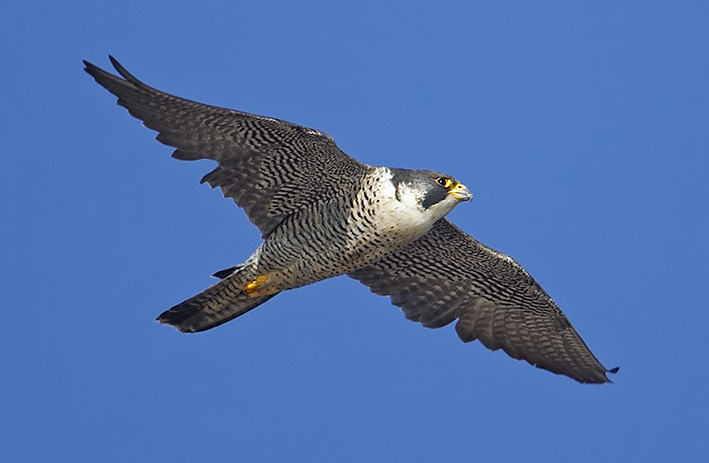 June ID tips: Peregrine Falcon and Hobby - BirdGuides