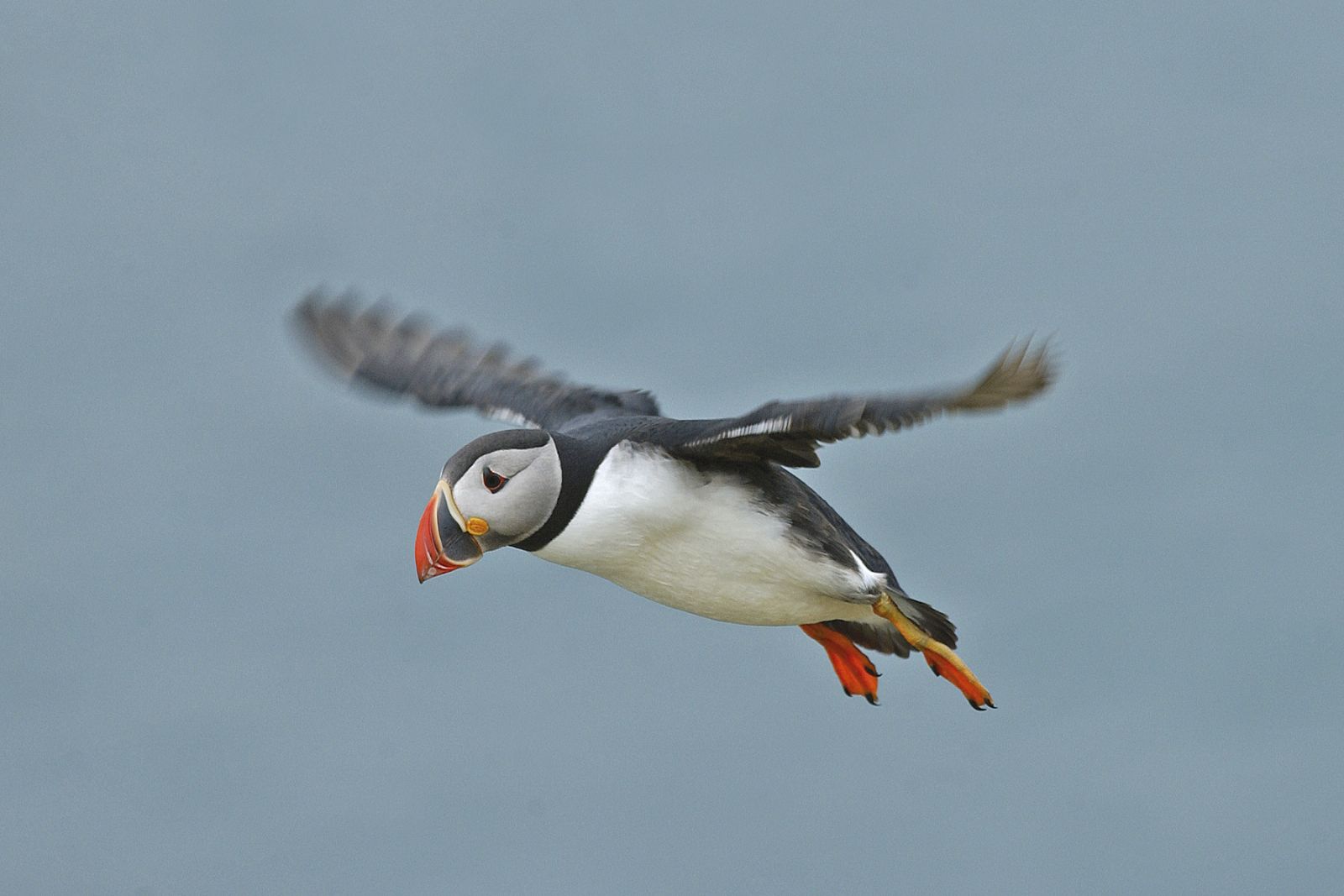 July target bird: Puffin - BirdGuides