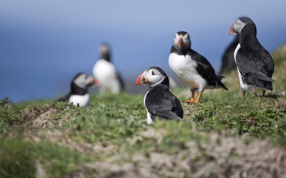 July target bird: Puffin - BirdGuides