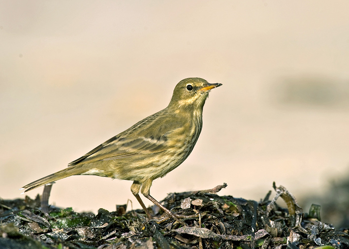 February ID tips: Winter Rock and Water Pipits - BirdGuides