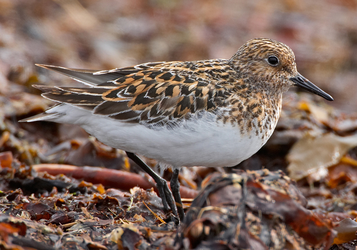 May ID tips: Sanderling, Little and Temminck's Stint and Common ...