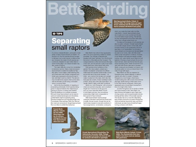 March ID tips: separating small raptors - BirdGuides
