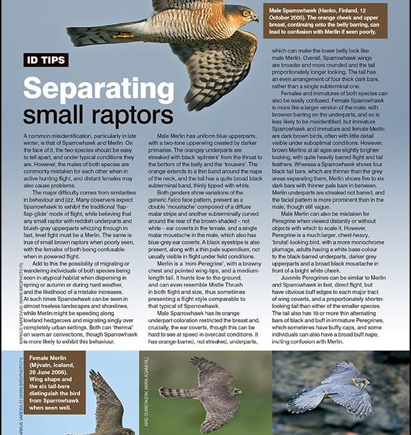 March ID tips: separating small raptors - BirdGuides