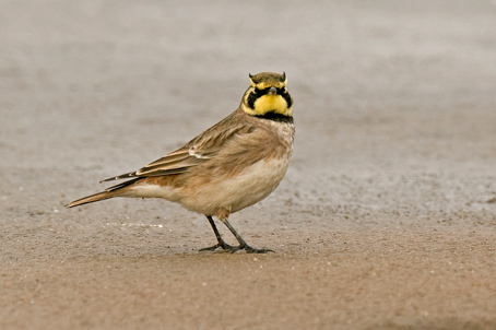 Shore Lark - a lark of all trades - BirdGuides