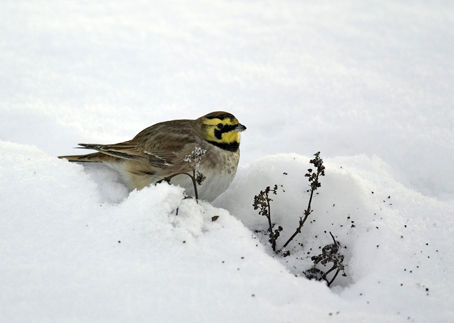 Shore Lark - a lark of all trades - BirdGuides