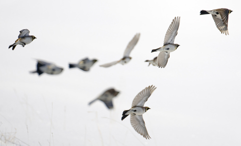 Shore Lark - a lark of all trades - BirdGuides