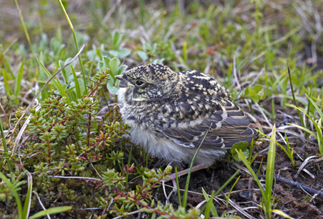 Shore Lark - a lark of all trades - BirdGuides