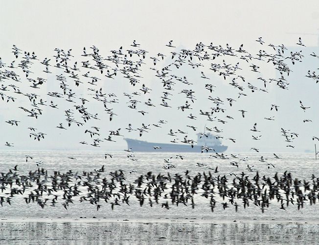 Protecting Asia's flyways - BirdGuides