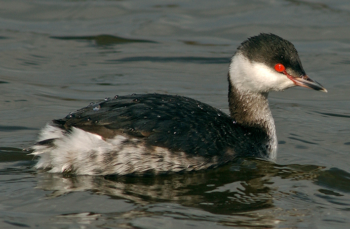 Red Necked Grebe Winter