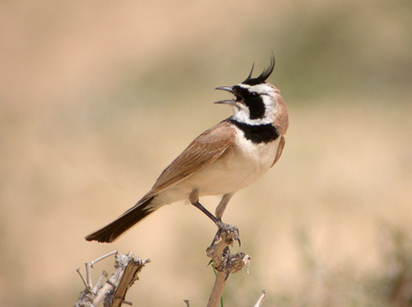 Shore Lark - a lark of all trades - BirdGuides