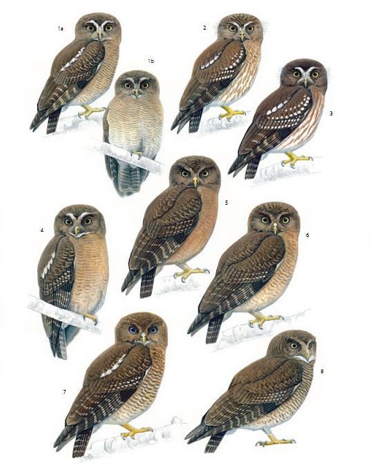 Hawk owl split asunder - BirdGuides