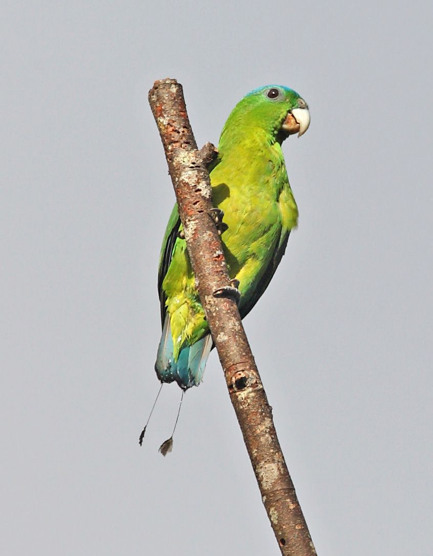 An increase in racquet-tails - BirdGuides