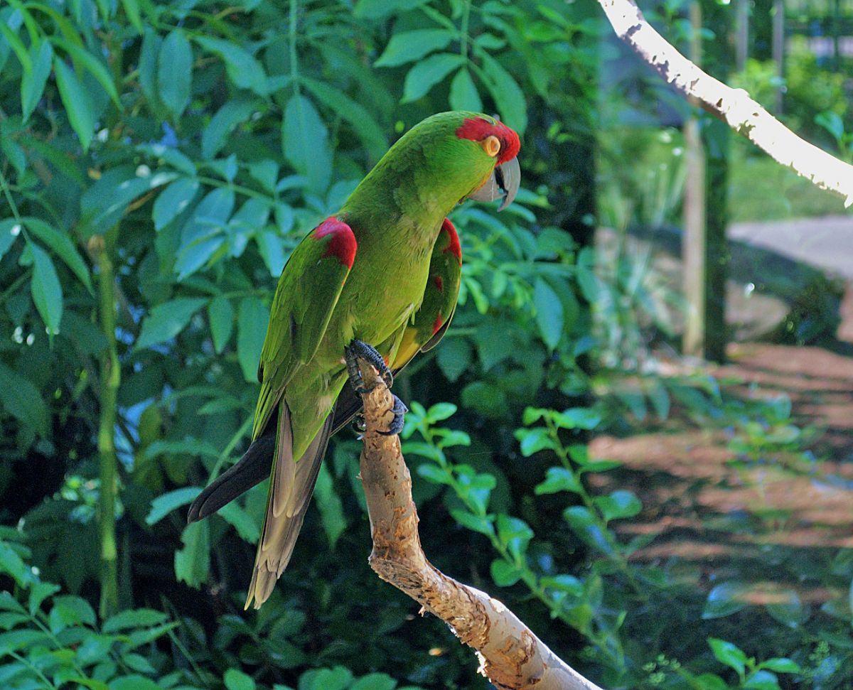 Parrots lumped - BirdGuides